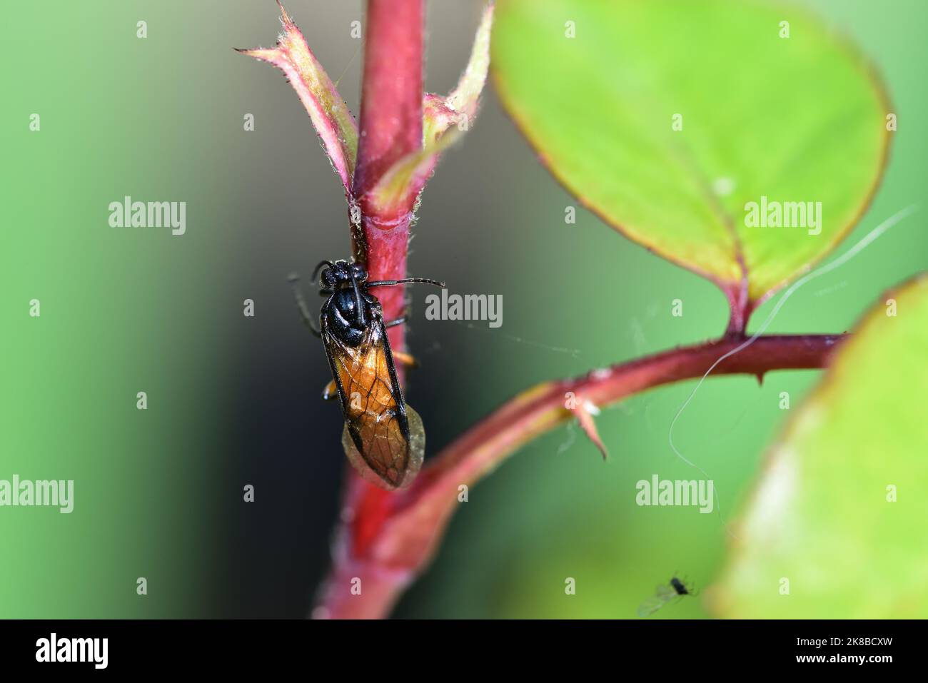 Sawfly adults hi-res stock photography and images - Alamy