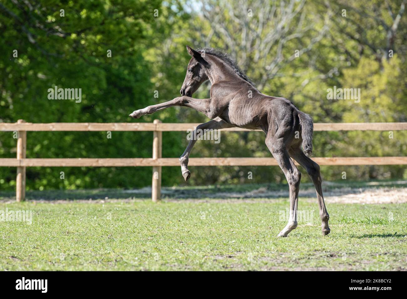 Andalusian horse foal hi-res stock photography and images - Alamy