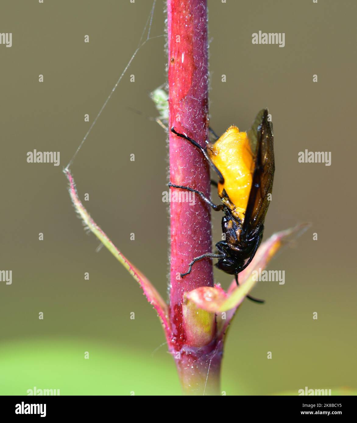 Sawfly adults hi-res stock photography and images - Alamy