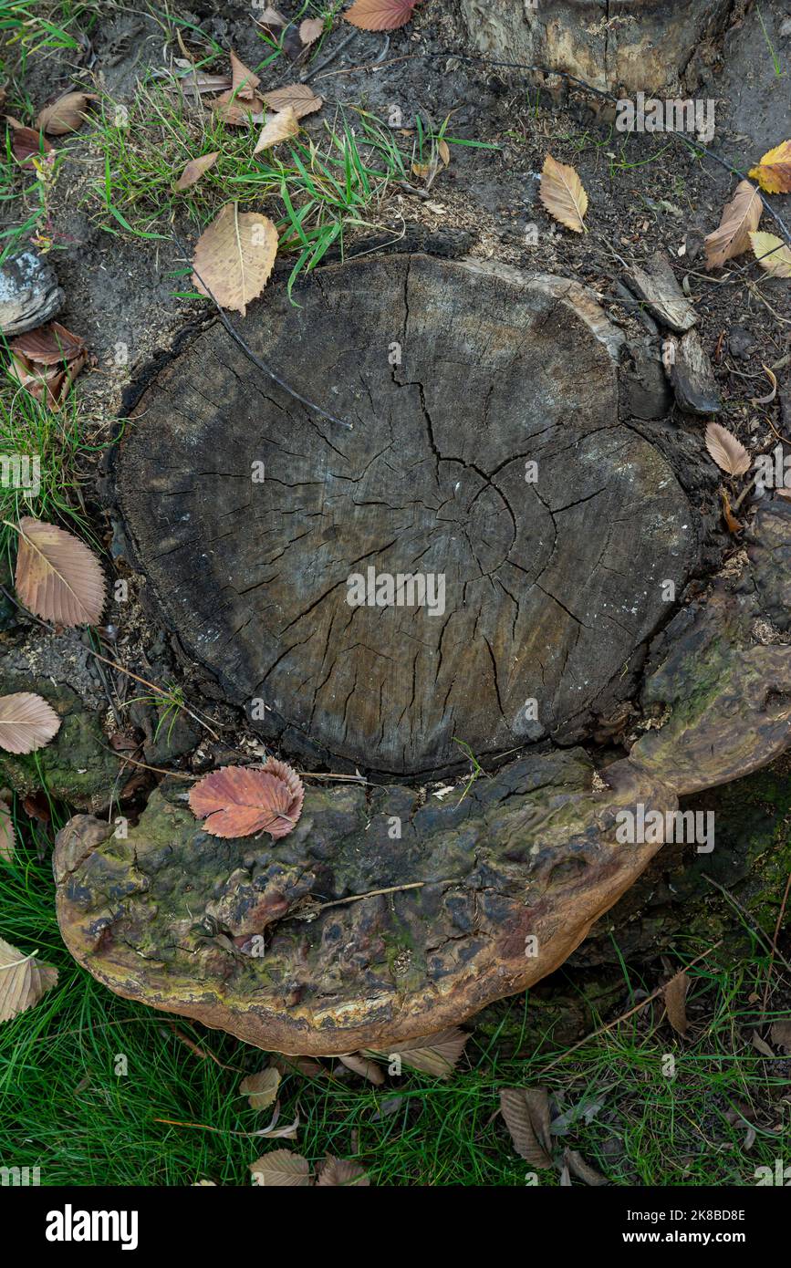 Cut grass on asphalt hi-res stock photography and images - Alamy