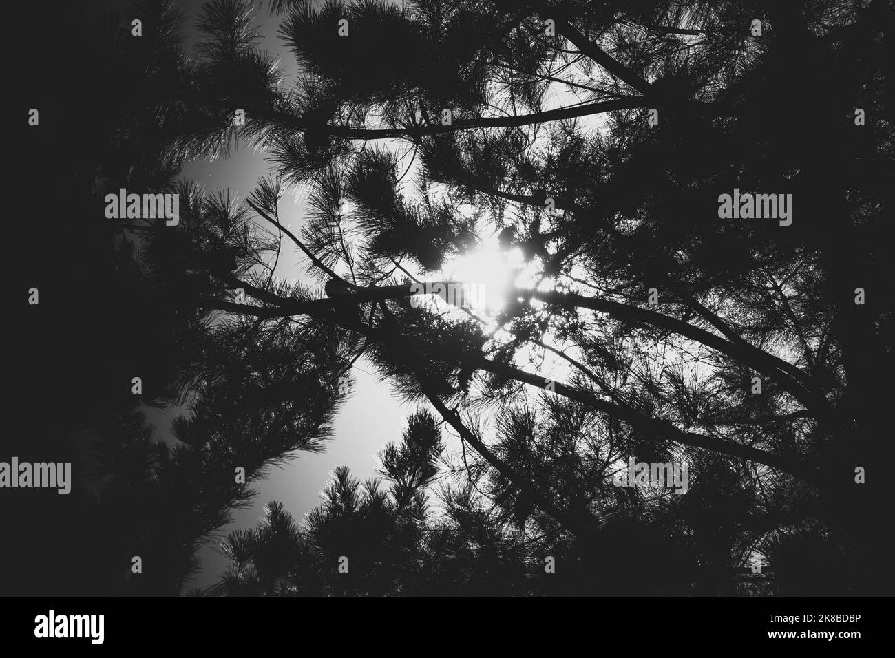 Night in pine tree Black and White Stock Photos & Images - Alamy