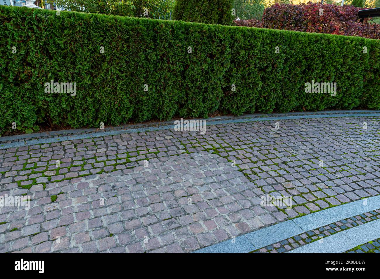 Backyard landscape design with footpaths of red tile and evergreen ...