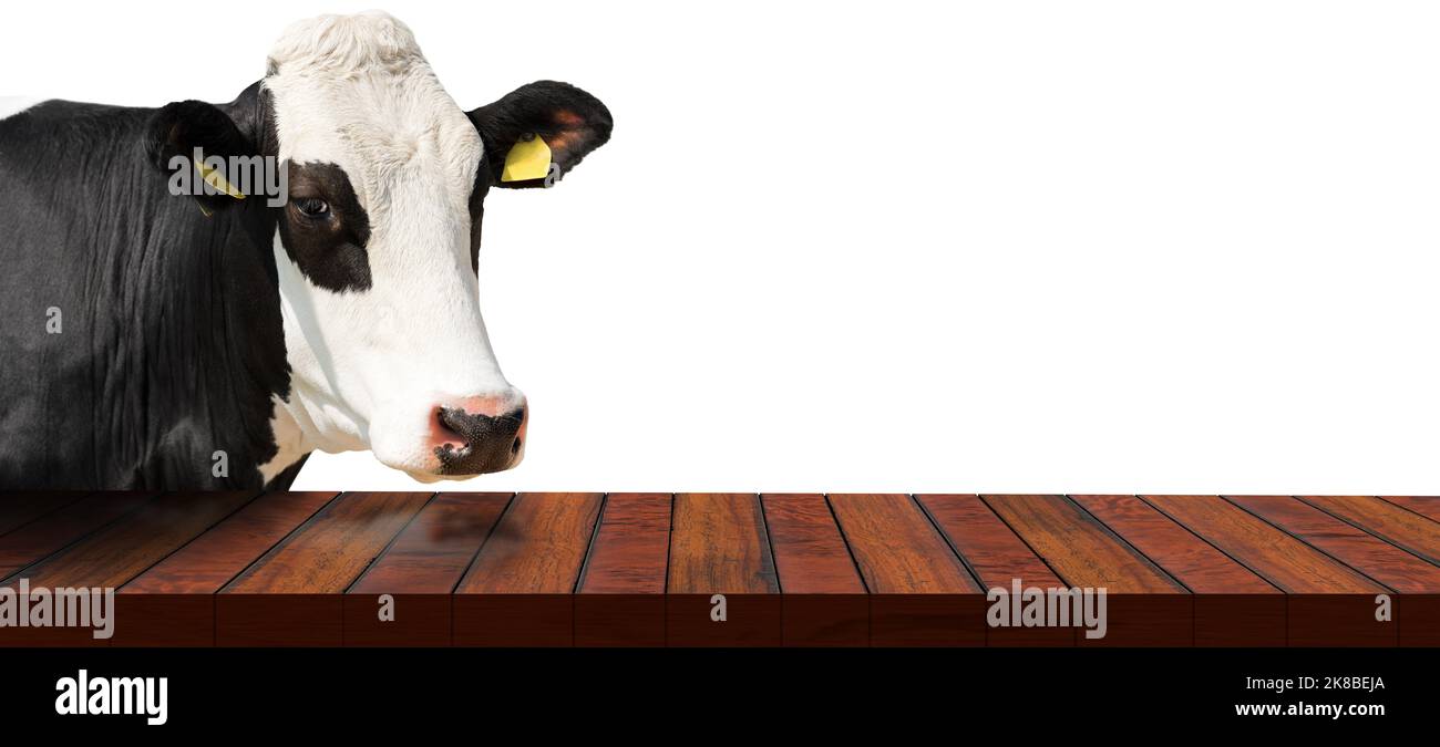 Close-up of an empty wooden table and a white and black dairy cow ...