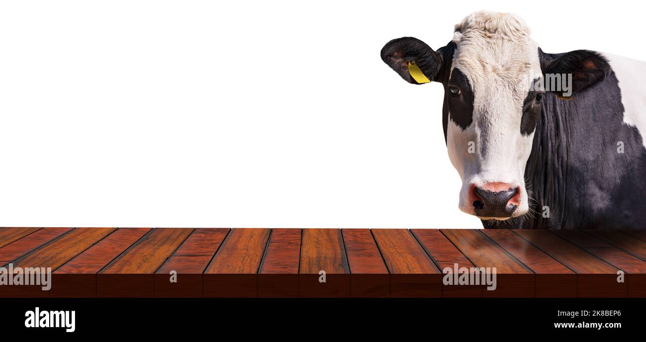 Close-up of an empty wooden table and a white and black dairy cow ...