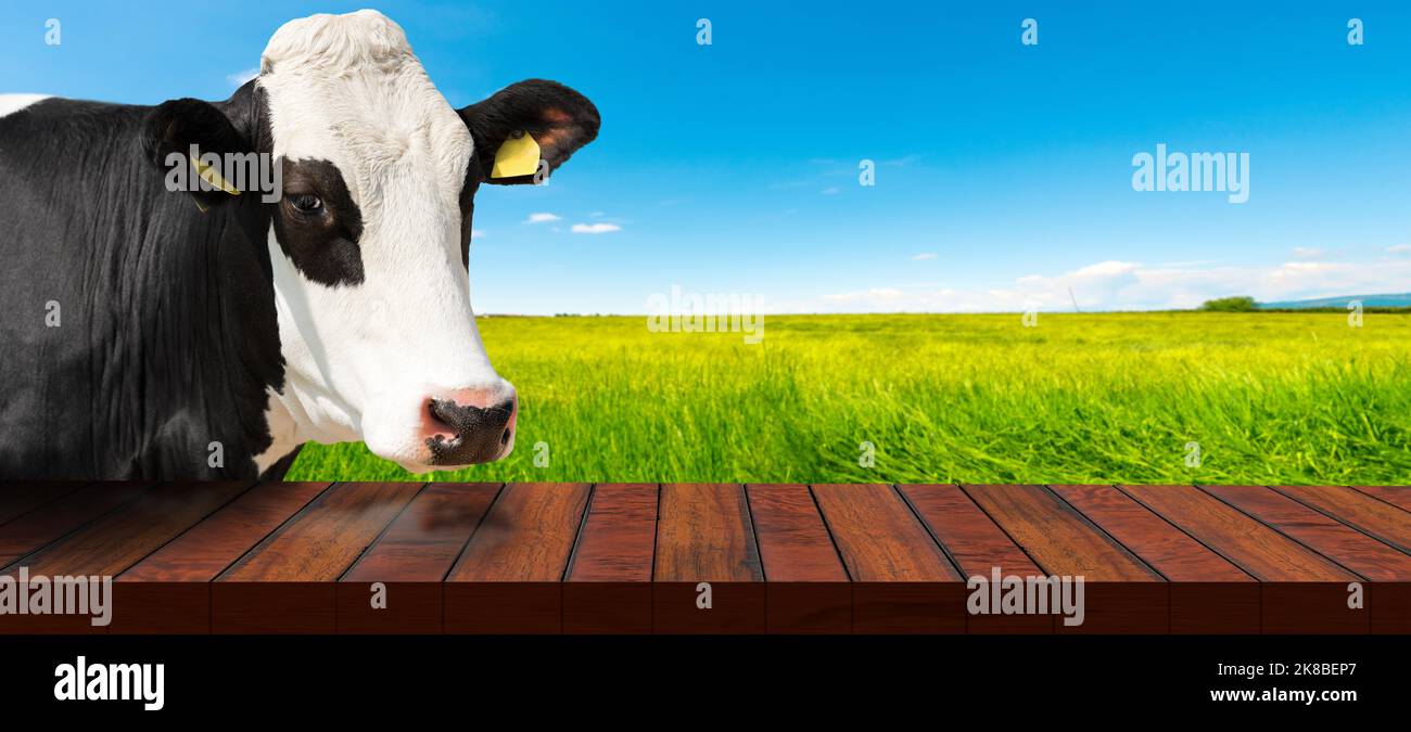Empty wooden table and a white and black dairy cow (heifer) looking at ...