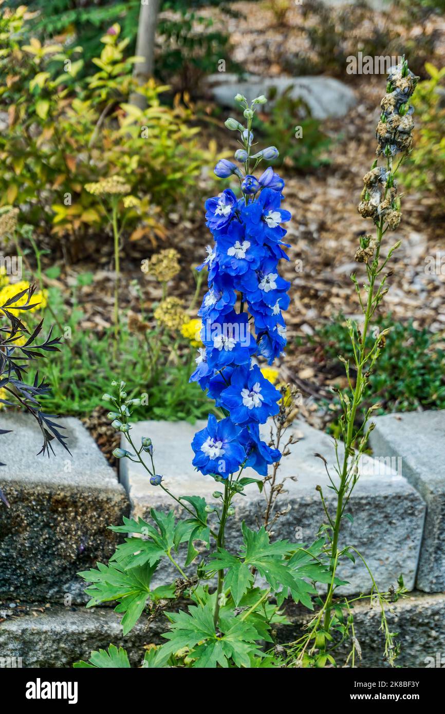 A cluster of blue flowers in a garden in South Seattle, Washington ...