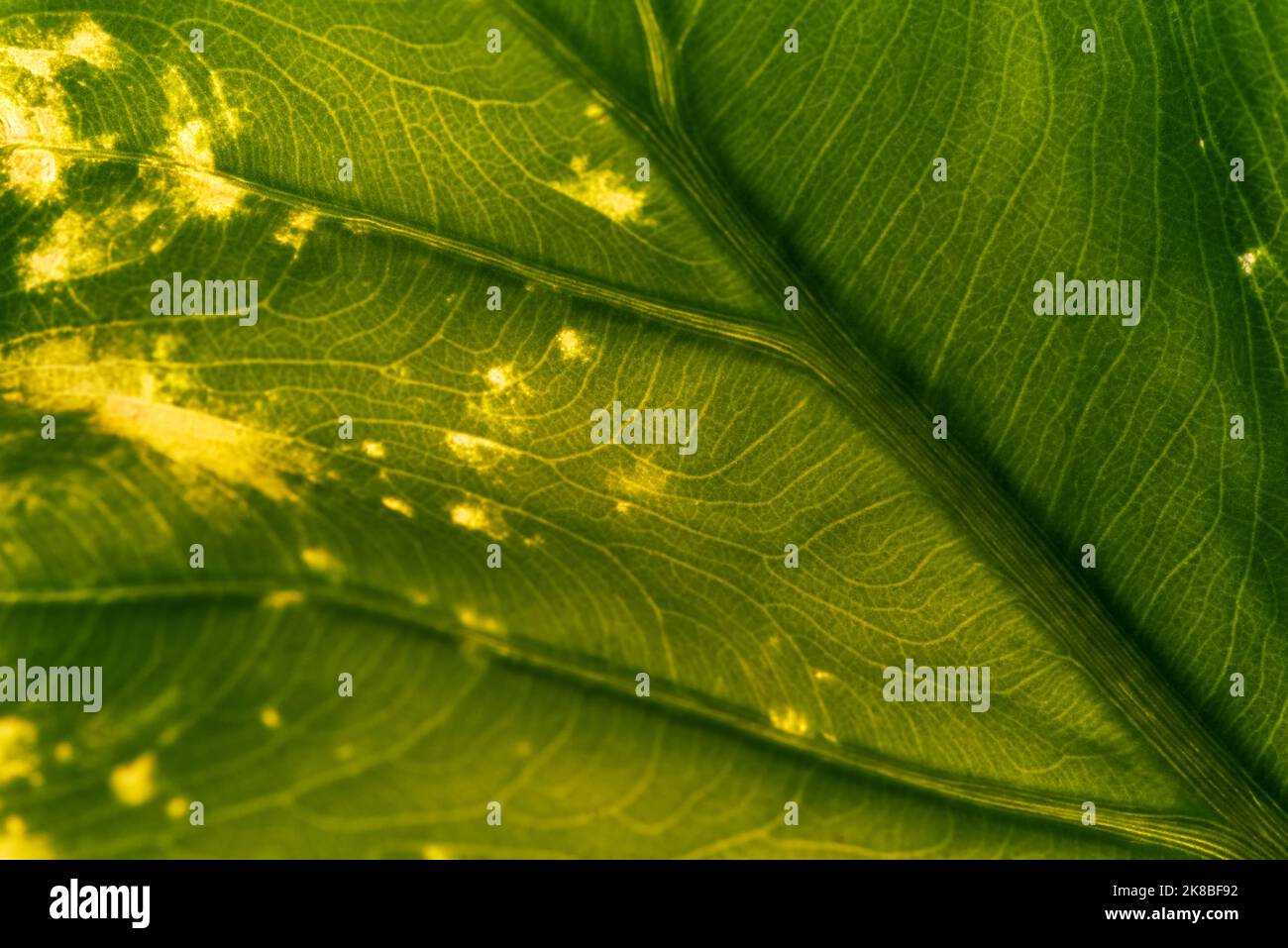 Close-up view of a green leaf of Caladium Stock Photo - Alamy