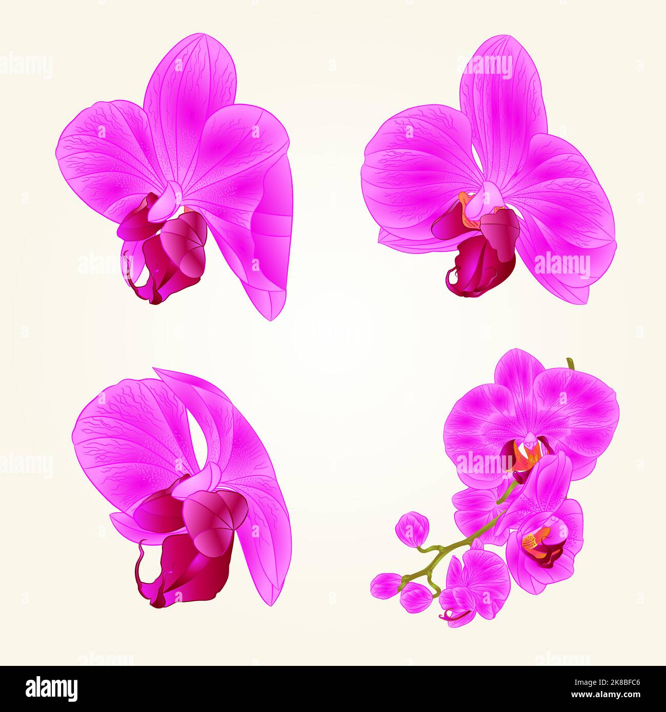 Beautiful purple Orchid flowers closeup isolated vintage set second ...