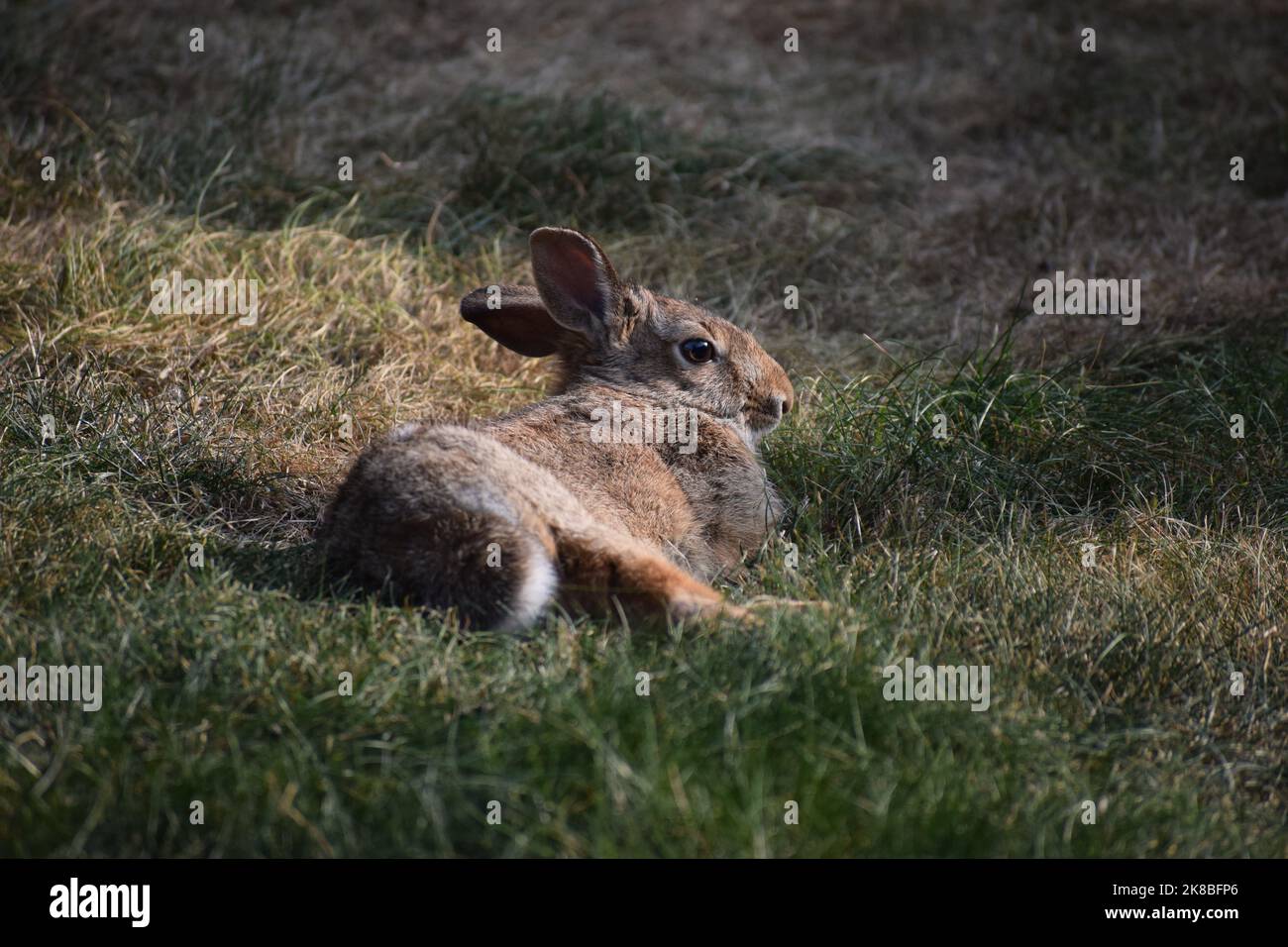 Cutest cottontail hi-res stock photography and images - Alamy