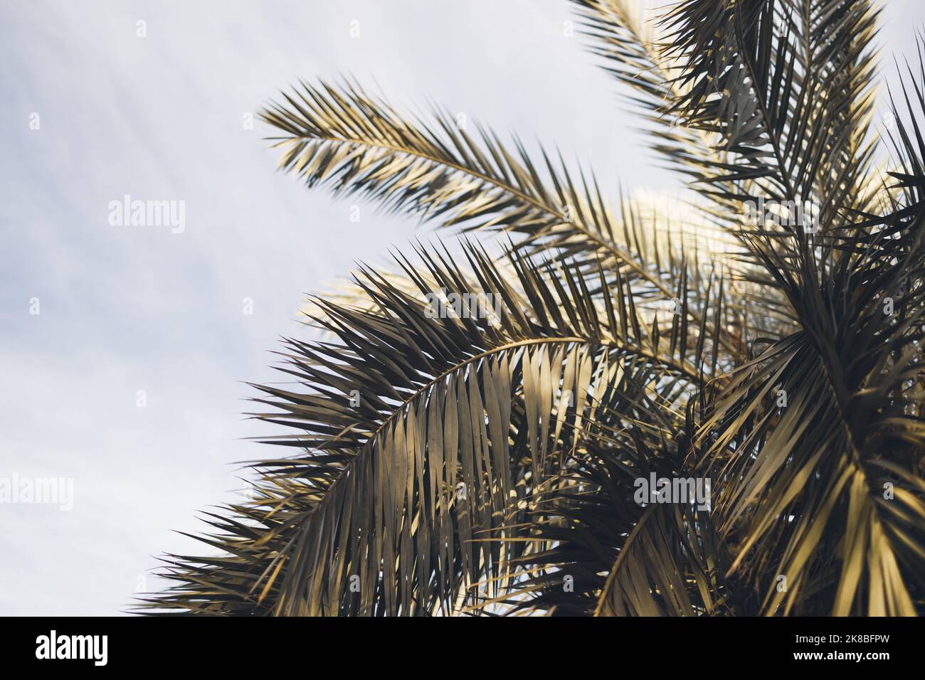 Palm trees against blue sky, Palm trees at tropical coast, vintage ...