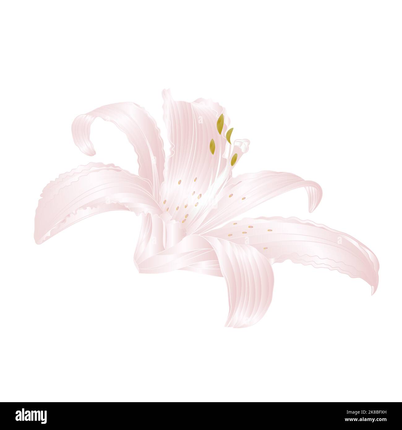 White Lily Lilium candidum, flower white vector illustration editable ...