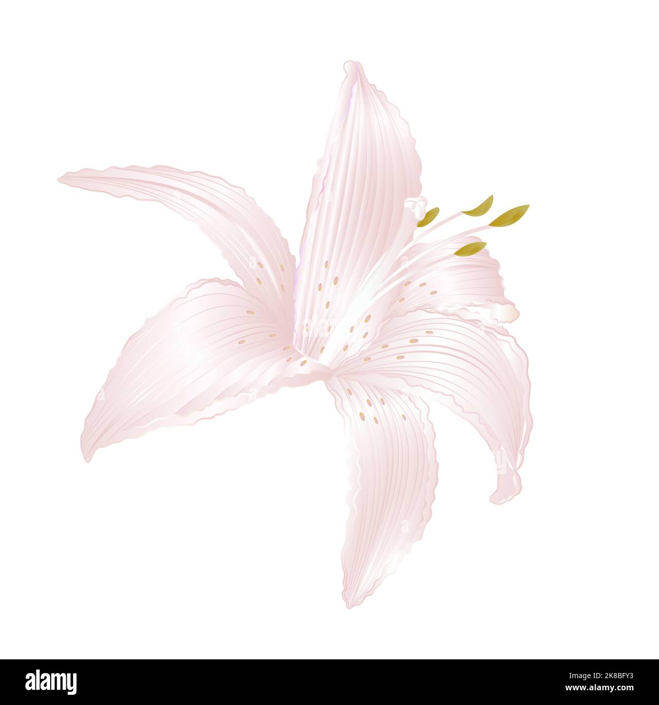 Lily white Lilium candidum, a white flower vector illustration editable ...
