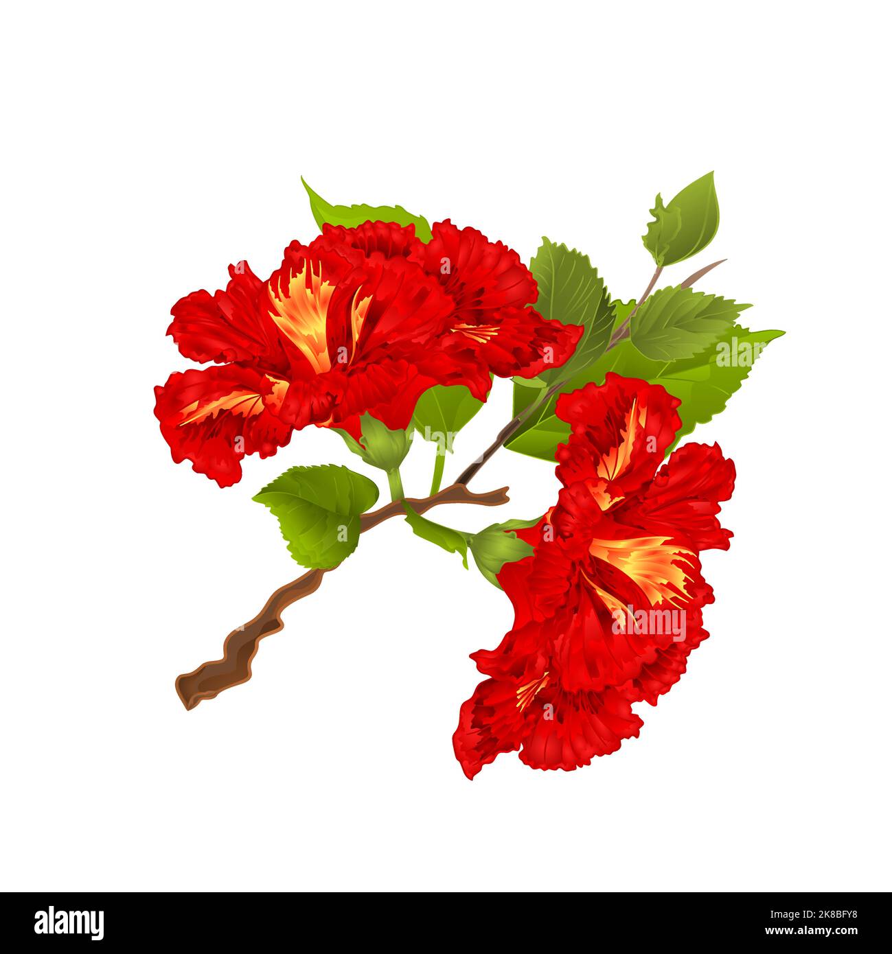Hibiscus red branch tropical flowers on a white background vintage ...