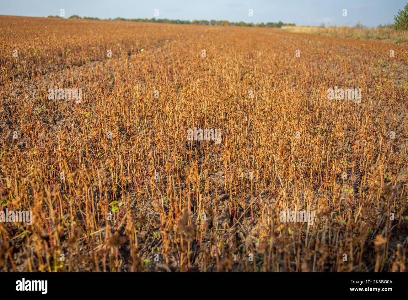 Buckwheat after frost. Frozen leaves and Buckwheat flowers. Plants ...