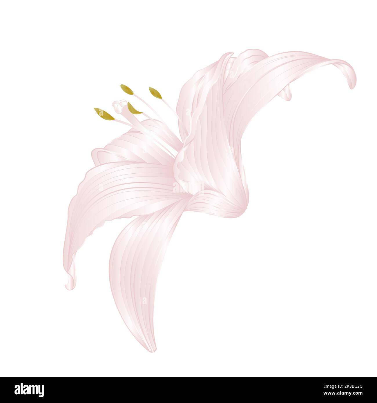 White Lily flower Lilium candidum,editable vector illustration Hand ...