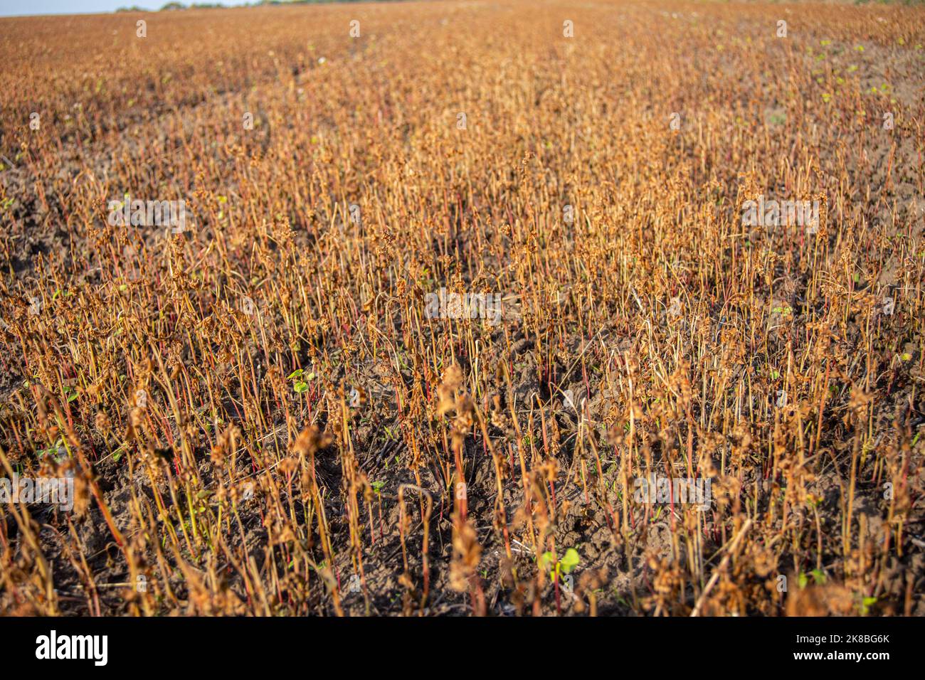 Destroyed crops. Frosts that have destroyed buckwheat plants Stock ...