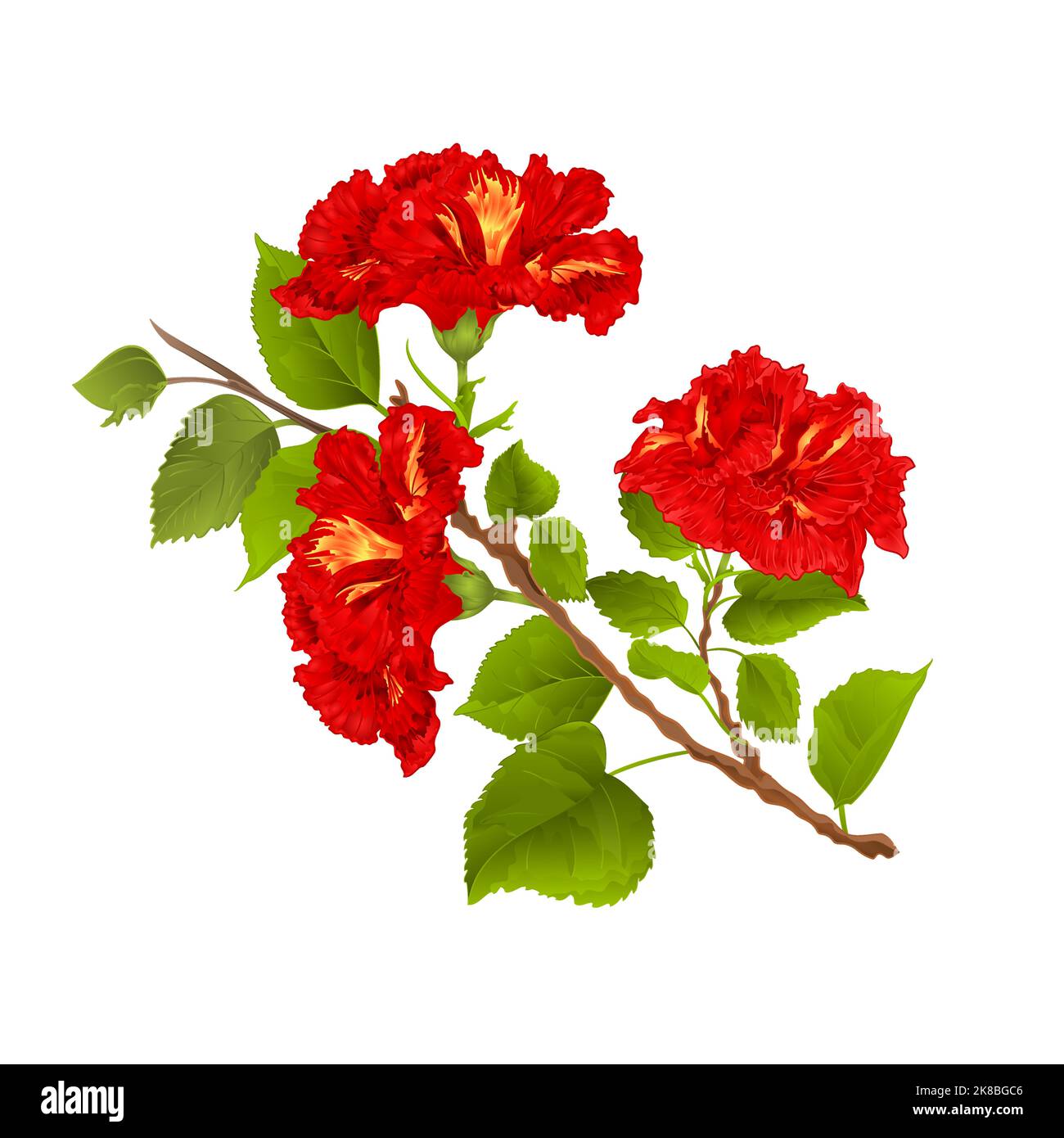 Red hibiscus branch tropical flowers on a white background vintage ...