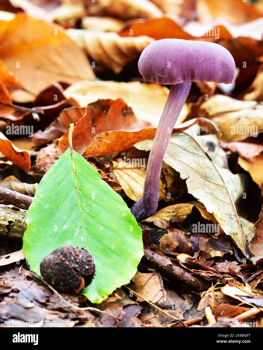 Purple Autumn Fruiting Fungi and leaves Stock Photo - Alamy