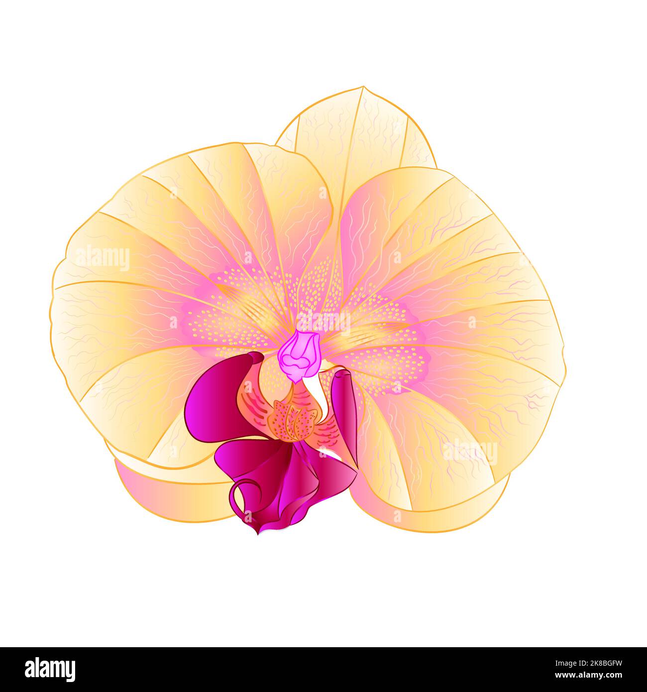 Beautiful yellow Orchid flower tropical Phalaenopsis closeup isolated ...