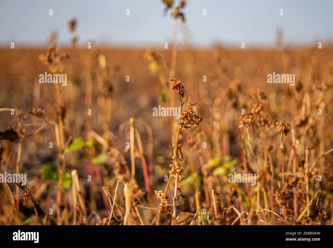 Sharp cold snap hi-res stock photography and images - Alamy