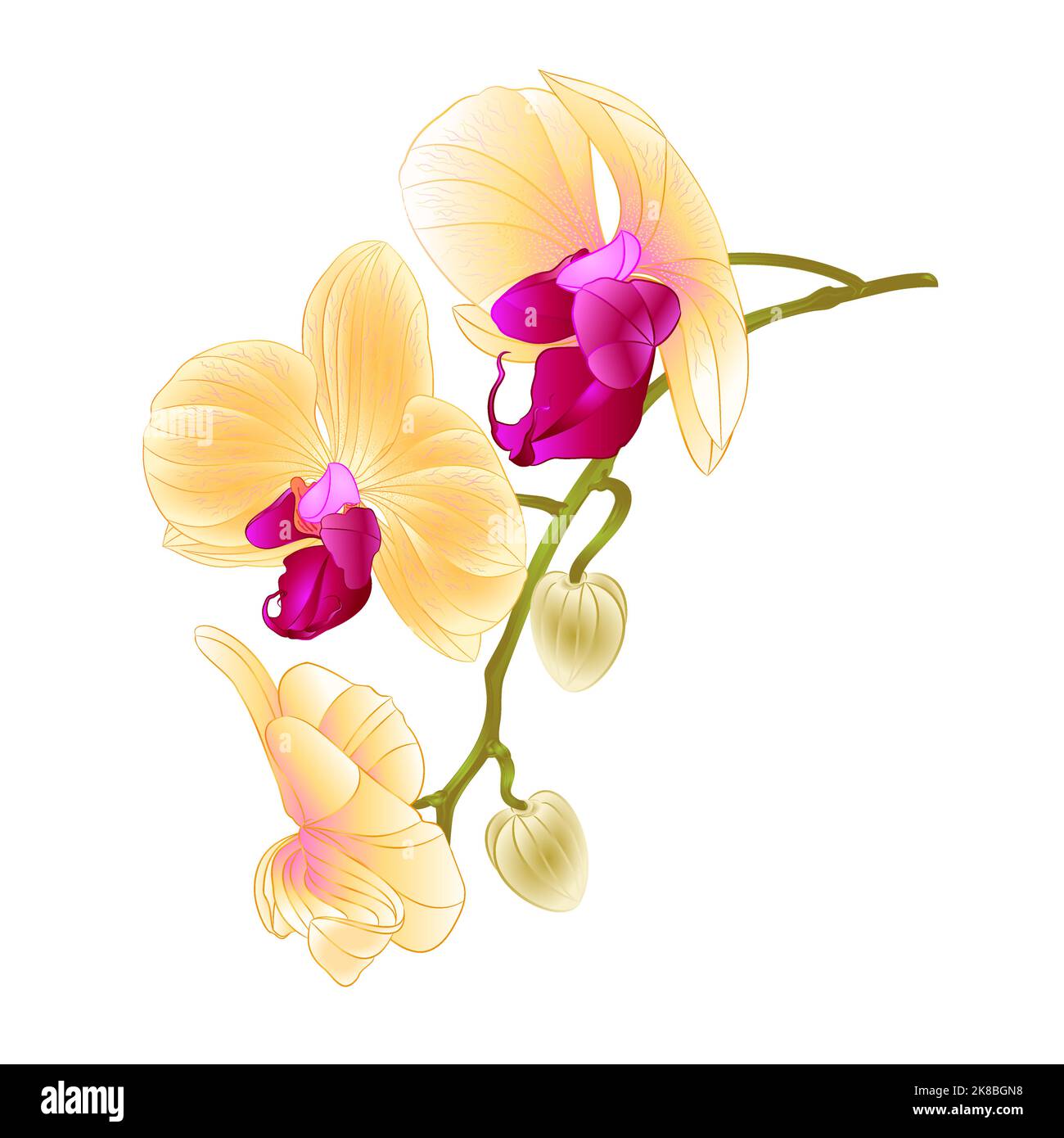 Beautiful Orchid Yellow stem with flowers and buds closeup isolated ...