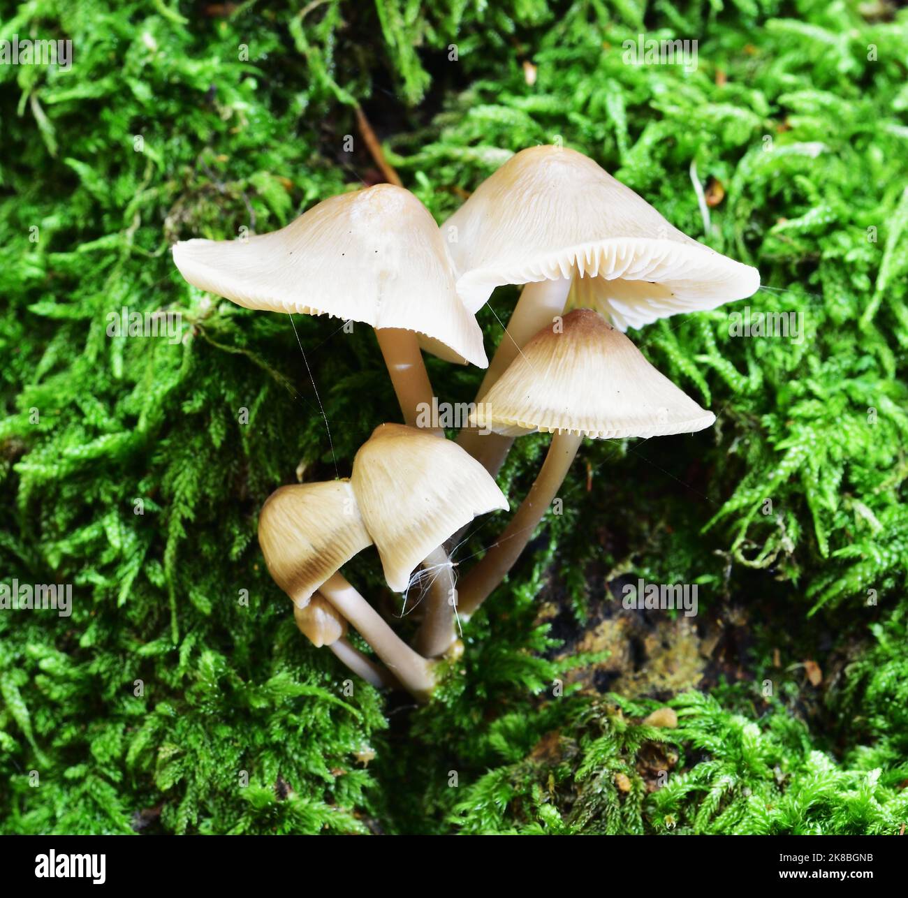 Sunlight on the Autumn Fruiting Fungi Stock Photo - Alamy