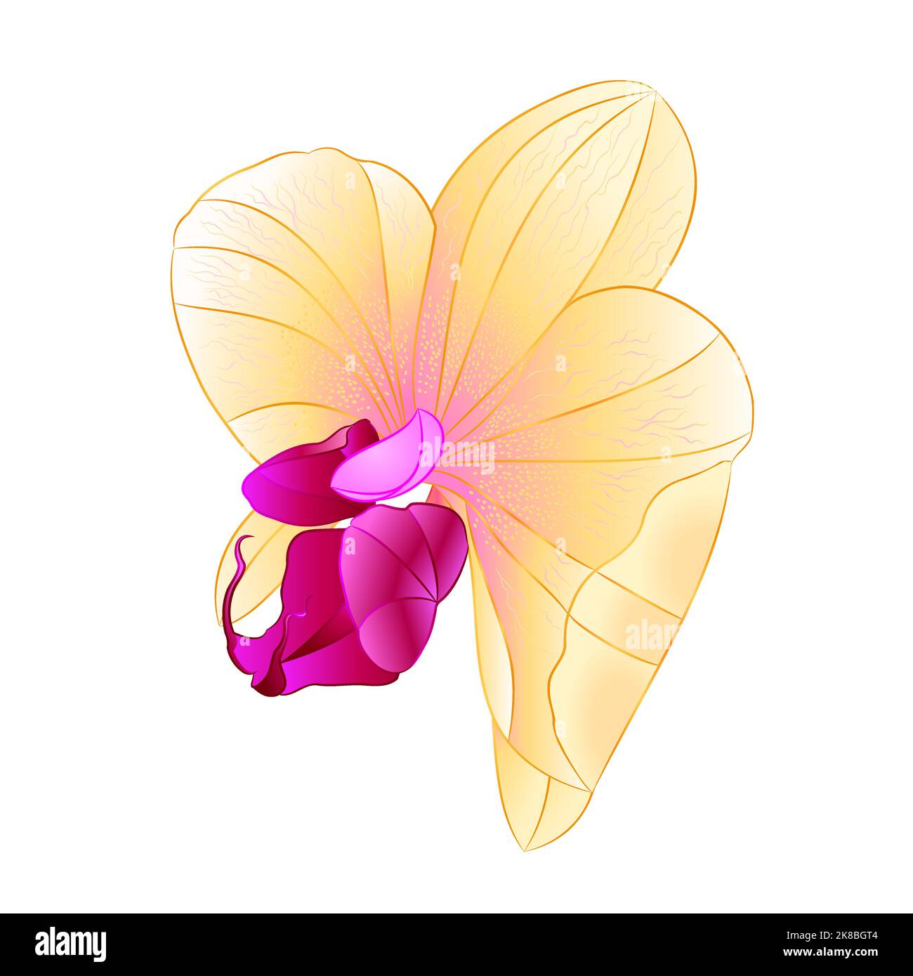 Beautiful Orchid Yellow flower closeup isolated vintage vector editable ...