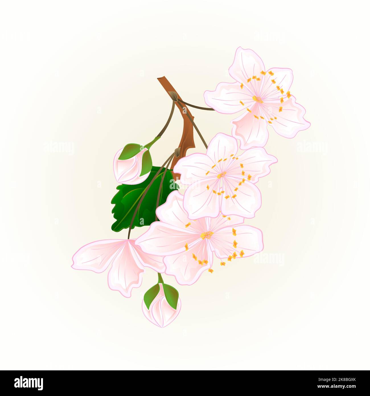 Branch flowers wild Cherry natural background vintage vector editable ...