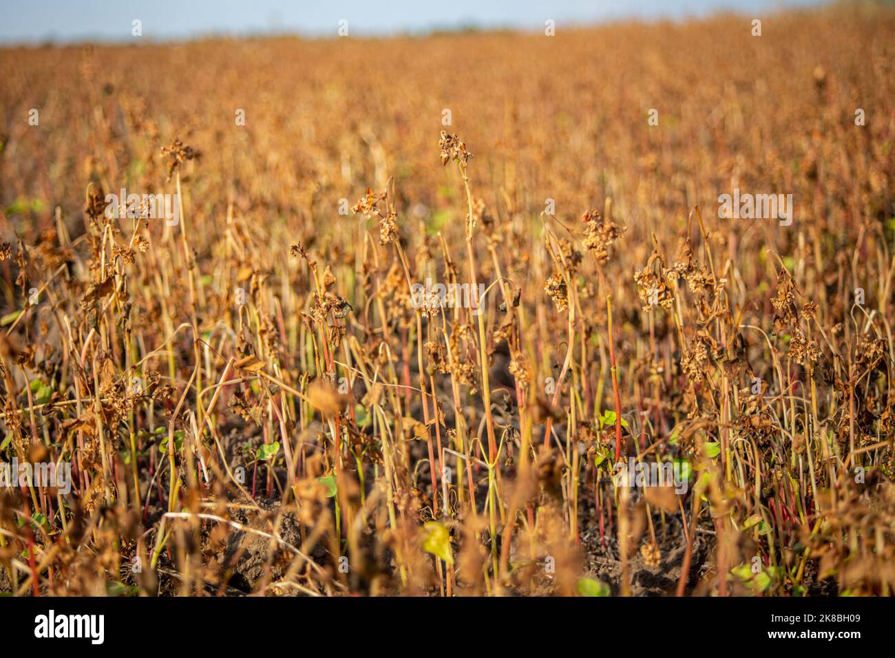 Buckwheat after frost. Frozen leaves and flowers of Buckwheat. Plants ...