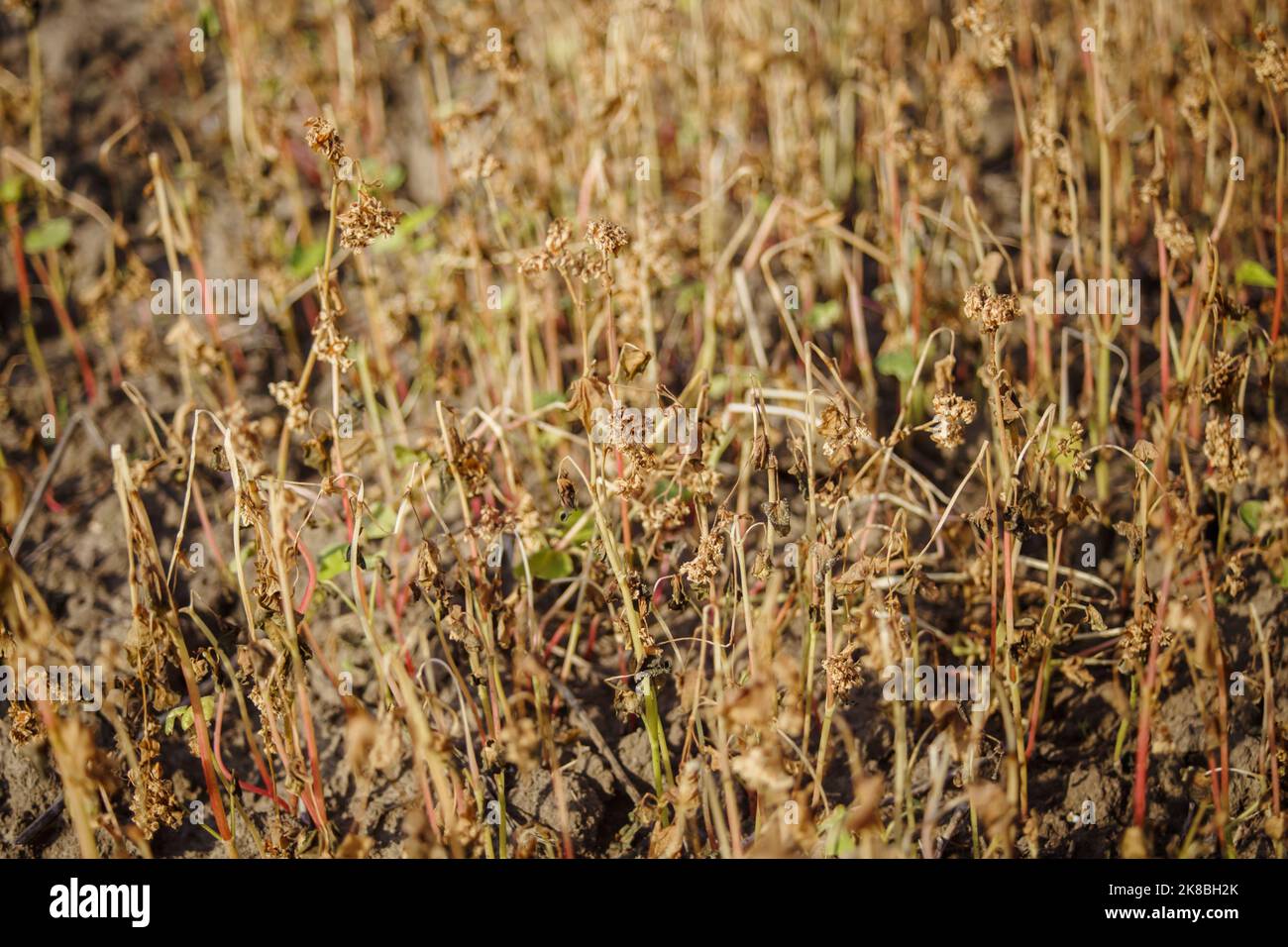 Buckwheat grains on plants. Growing buckwheat in the fields. Farm ...