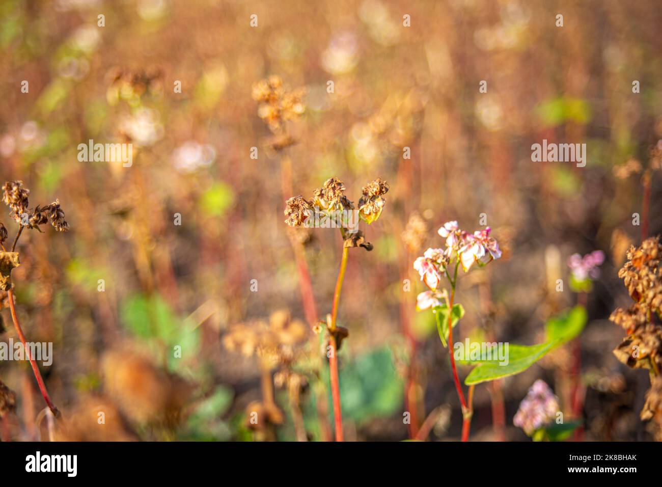 Buckwheat after frost. Frozen leaves and flowers of Buckwheat. Plants ...