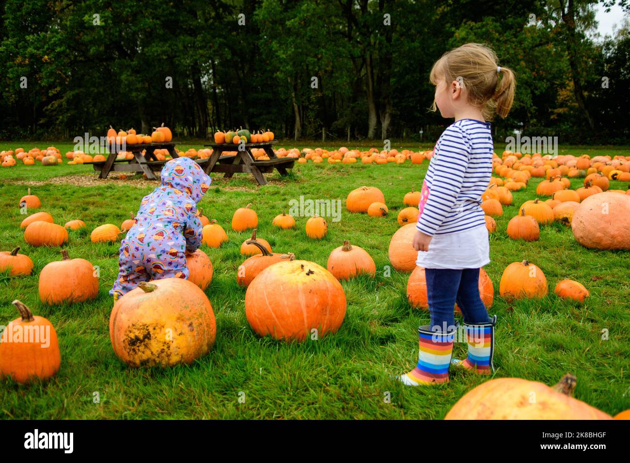 Picking pumpkins uk hi-res stock photography and images - Alamy