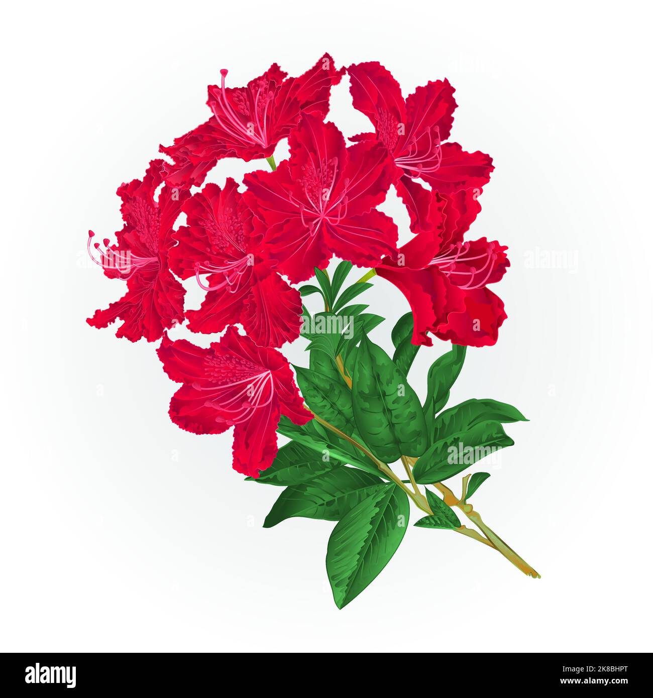 Branch red flowers rhododendron vintage botanical background vector ...