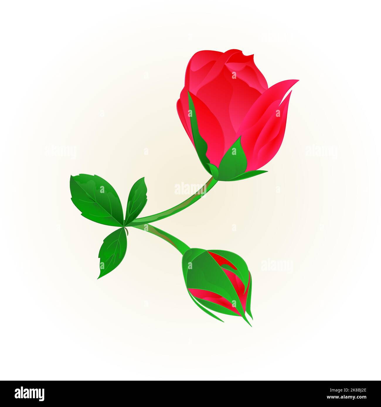 Red Rosebud stem with leaves and blossoms vintage vector illustration ...
