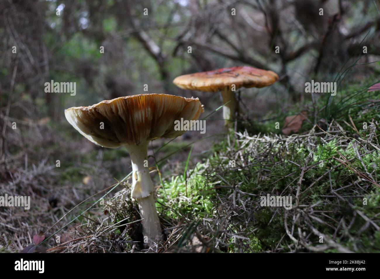Fungi in woods Stock Photo - Alamy