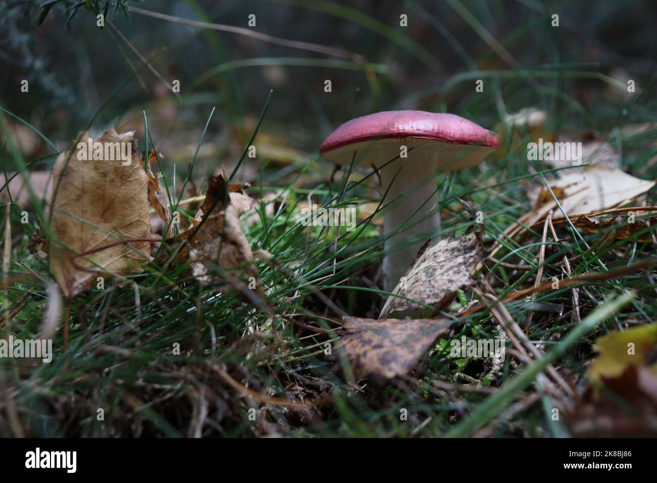 Fungi in woods Stock Photo - Alamy