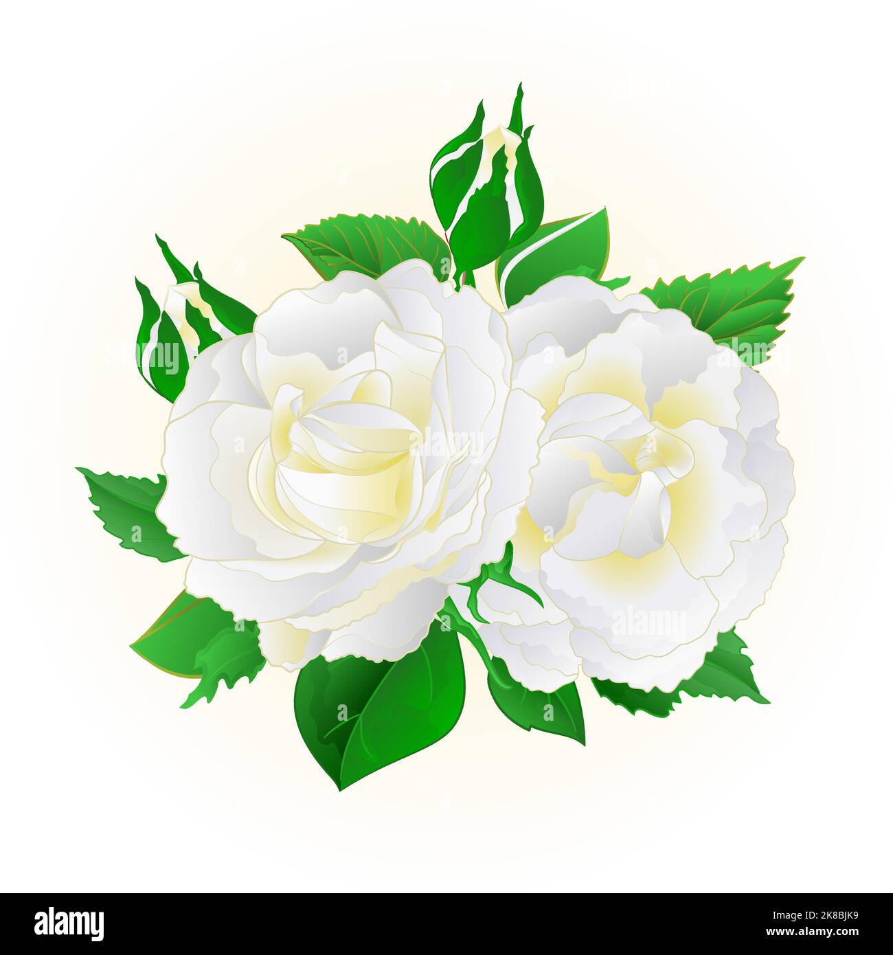 Two white roses festive background vintage vector botanical ...