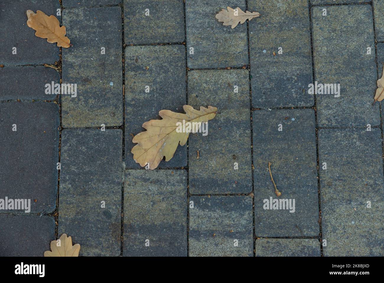 a branch with green leaves on the floor of gray stone slabs marble ...