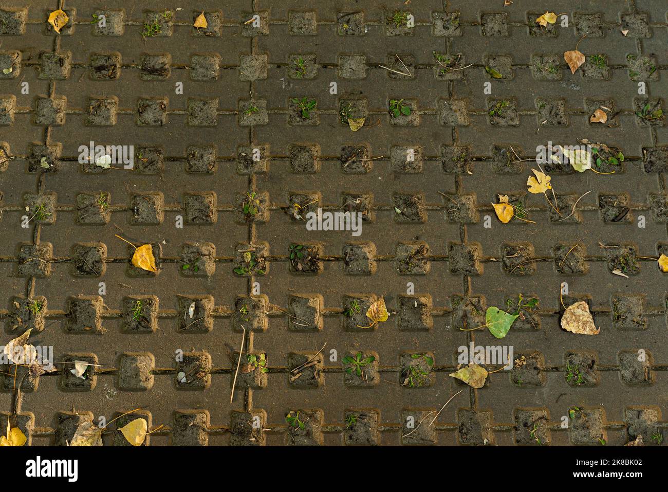 Geometric Concrete Of Parking Whith Green Grass. Grey Concrete Tile ...