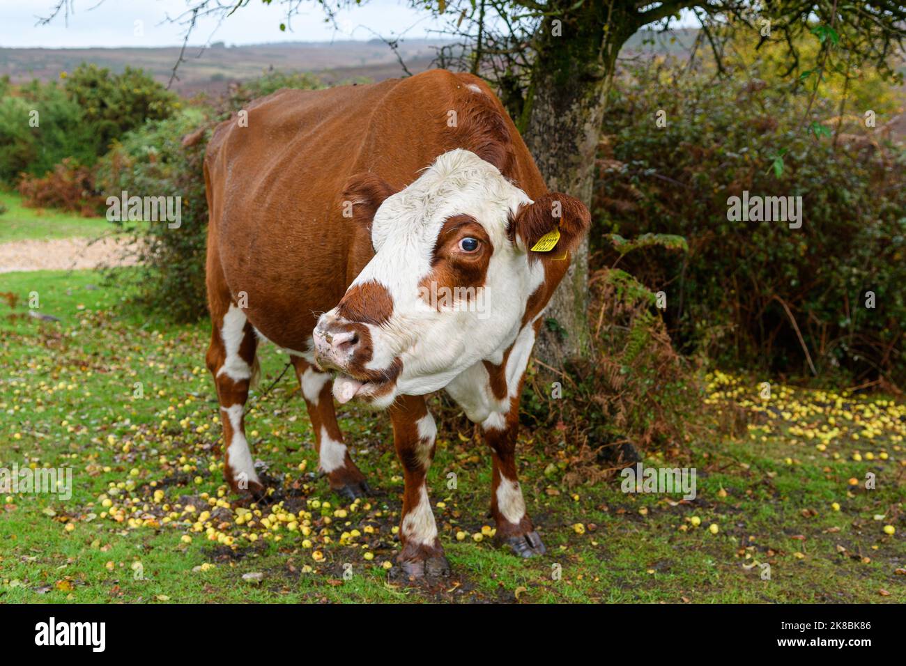 Cow eating crab apples hi-res stock photography and images - Alamy