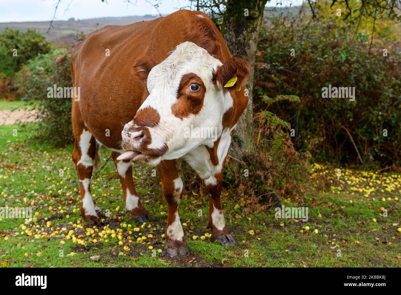 New Forest cow eating crab apples in October, Hampshire, UK. Cow with ...