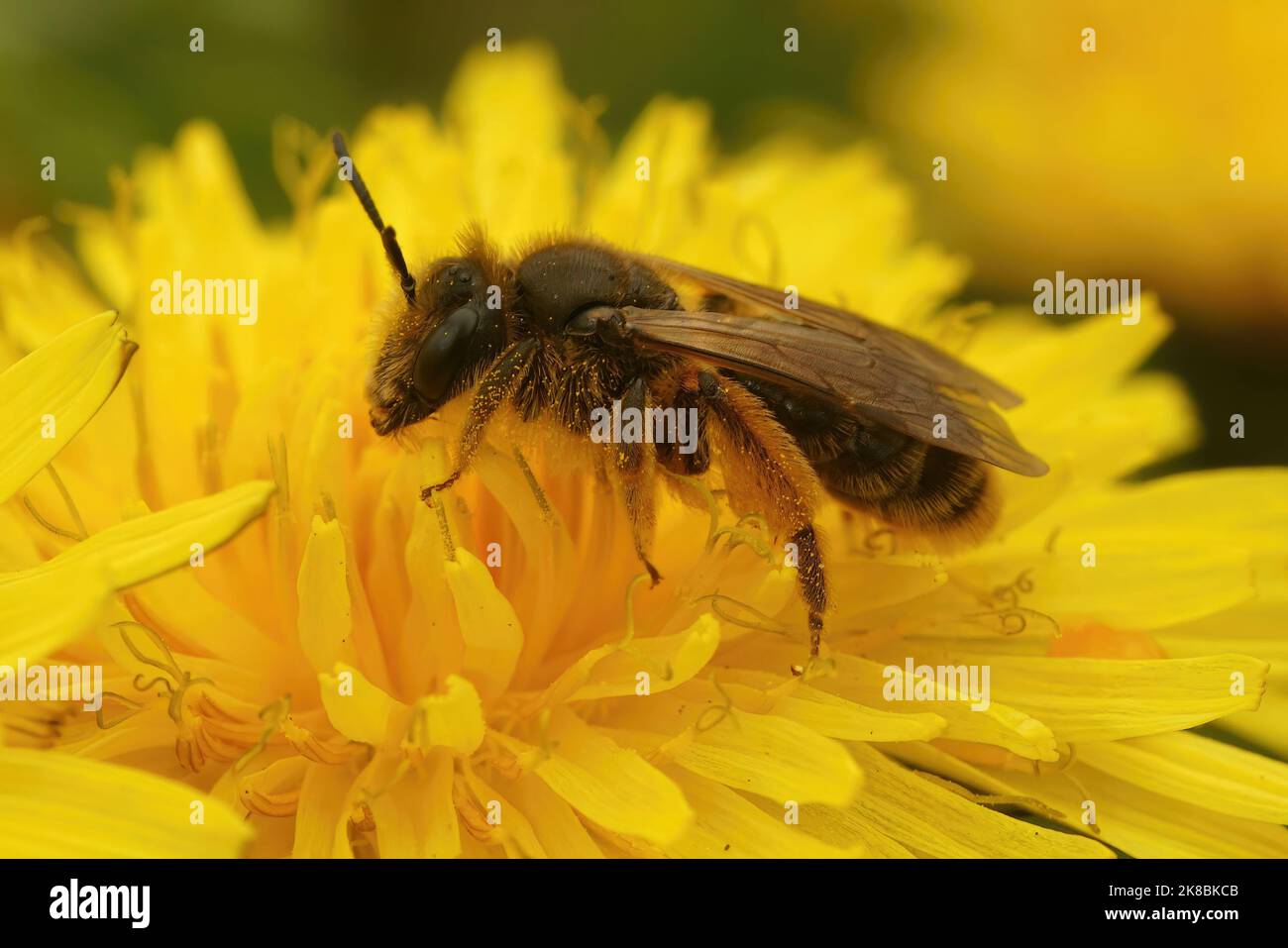 Natural close up on a female of the rare Andrena humilis, a specialist ...