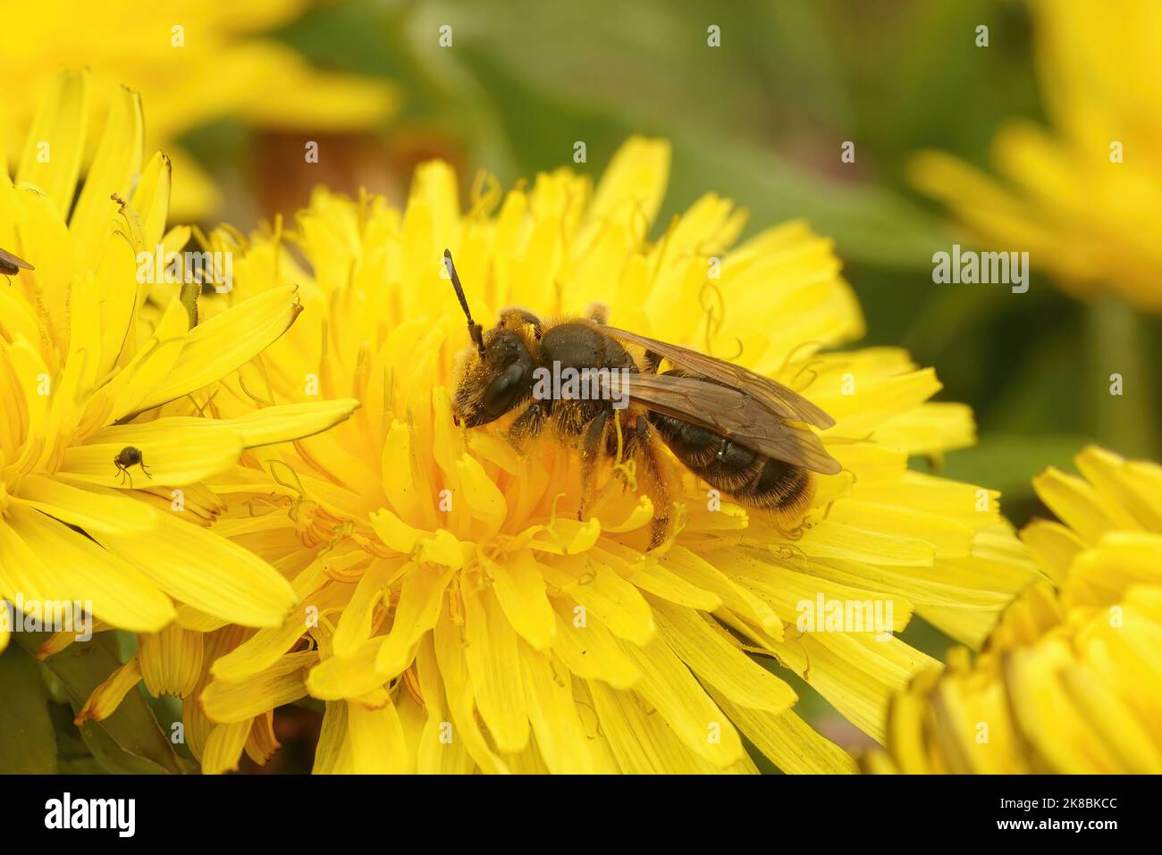 Natural close up on a female of the rare Andrena humilis, a specialist ...