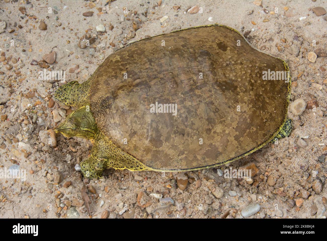 An adult female Spiny Softshell (Apalone spinifera) from the intergrade ...