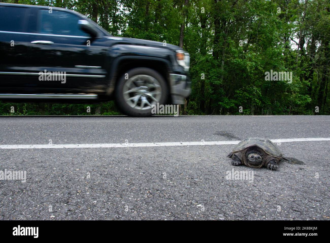 An adult Eastern Snapping Turtle (Chelydra serpentina) crossing a road ...