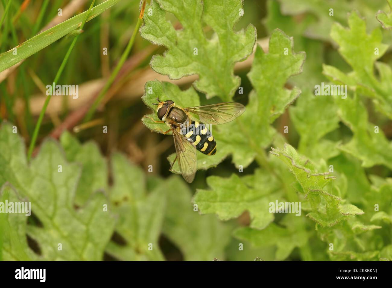 Natural closeup on a common spotted, field syrph hoverfly, Eupeodes ...