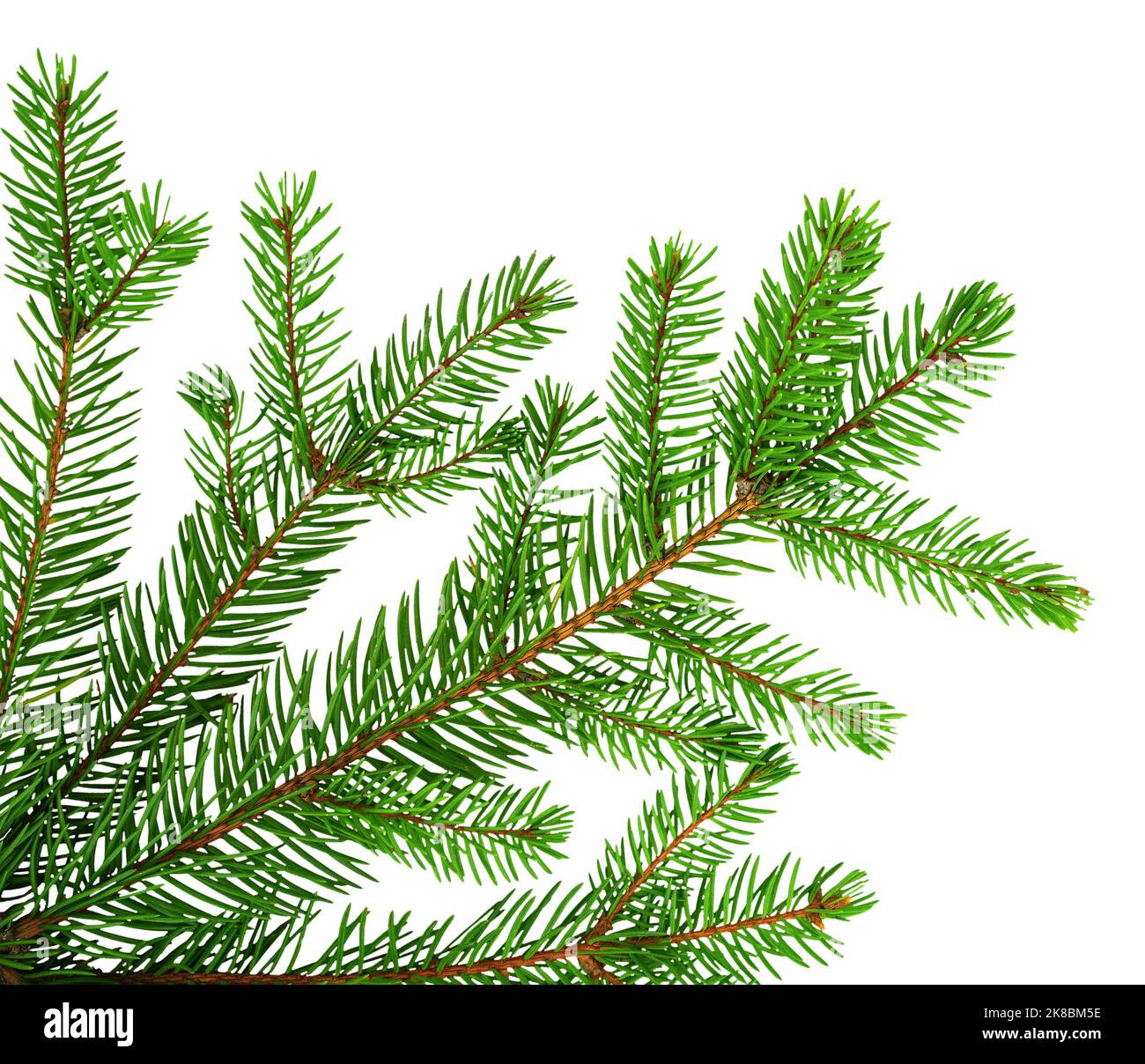 Green spruce isolated on white background for your design. Christmas ...