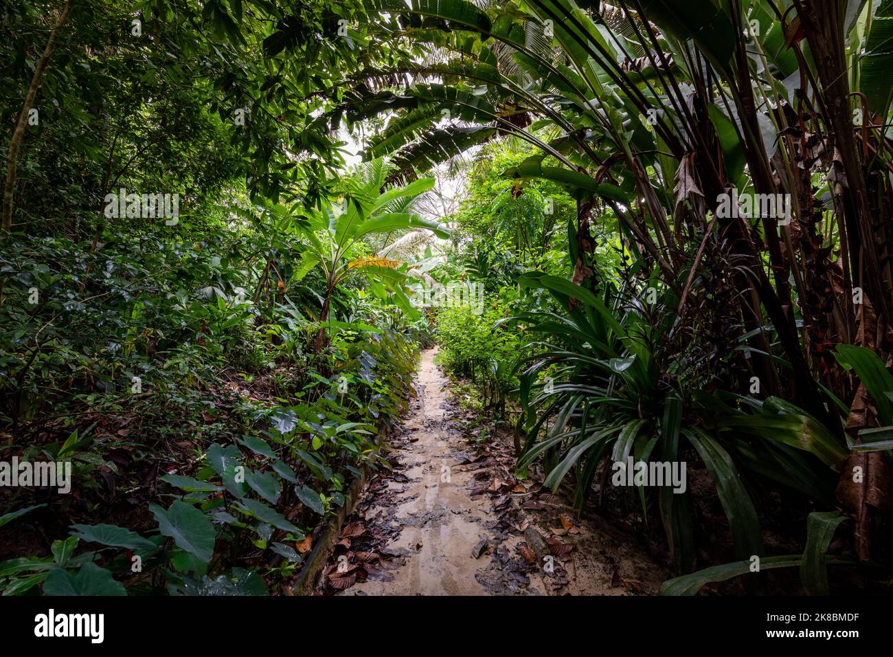 Panama Rainforest. Bocas del Toro. Bastimentos. Exotic Landscape ...