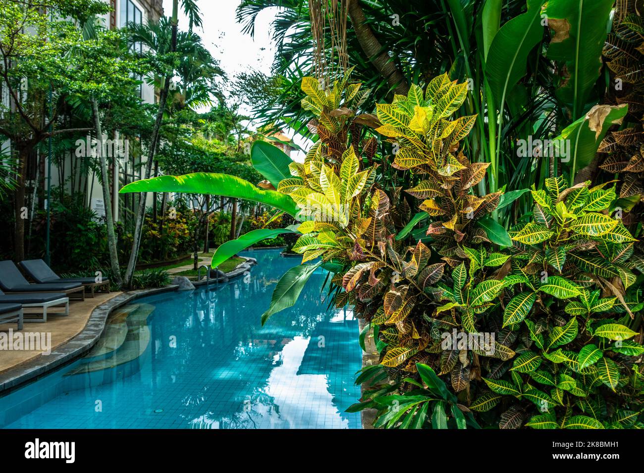 Swimming pool in the garden with with colorful croton trees ...