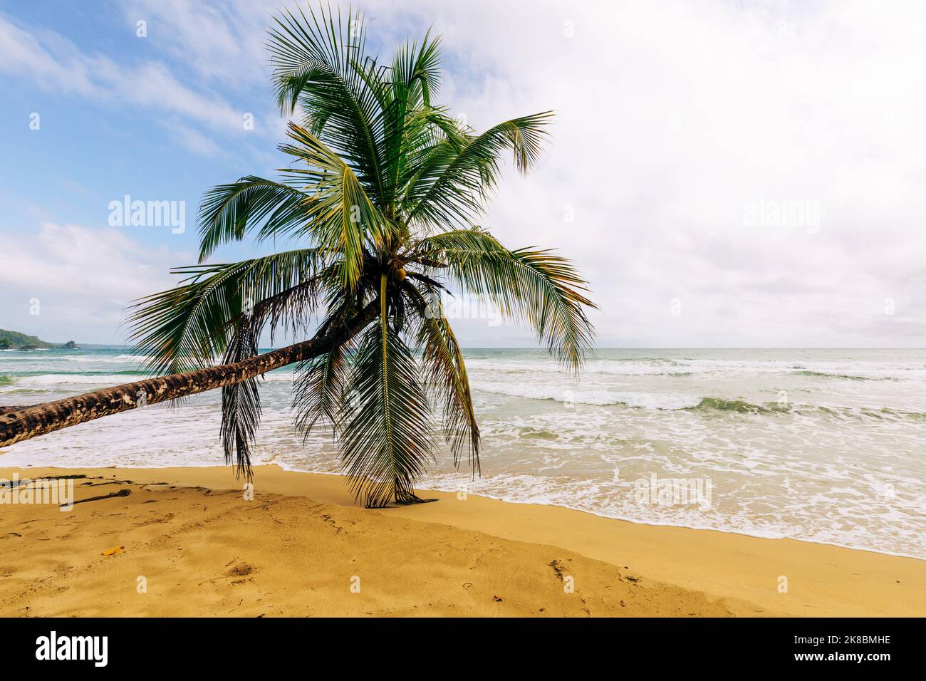 Tropical beach. Peaceful Caribbean beach with palm tree. Bastimentos ...